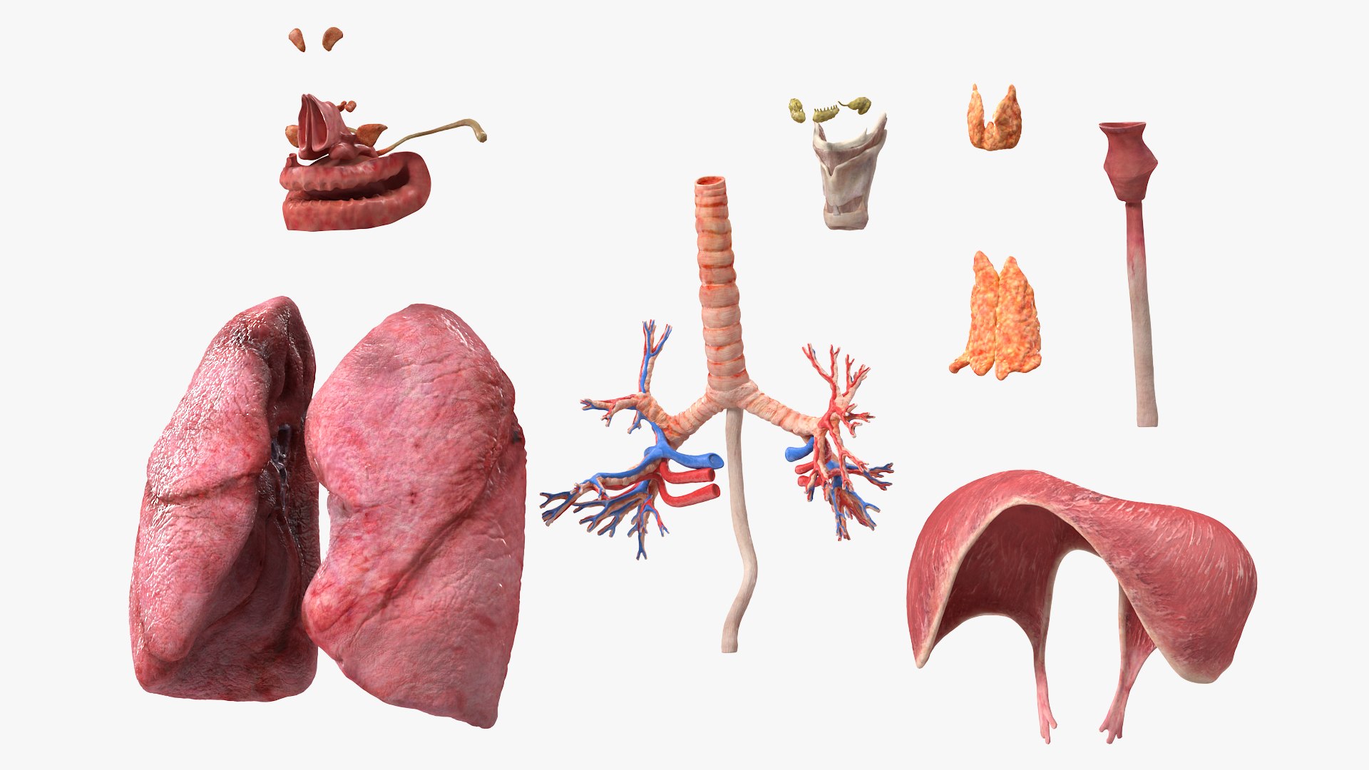 3D Female Respiratory System model - TurboSquid 1839404