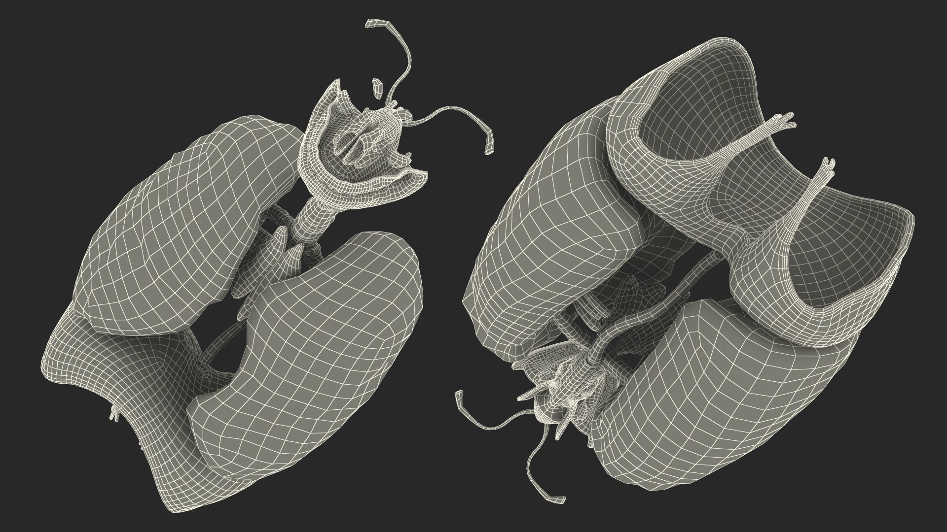 3D Female Respiratory System Model - TurboSquid 1839404