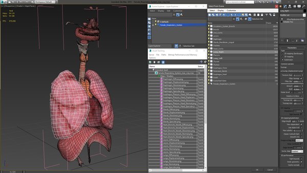 3D Female Respiratory System model - TurboSquid 1839404