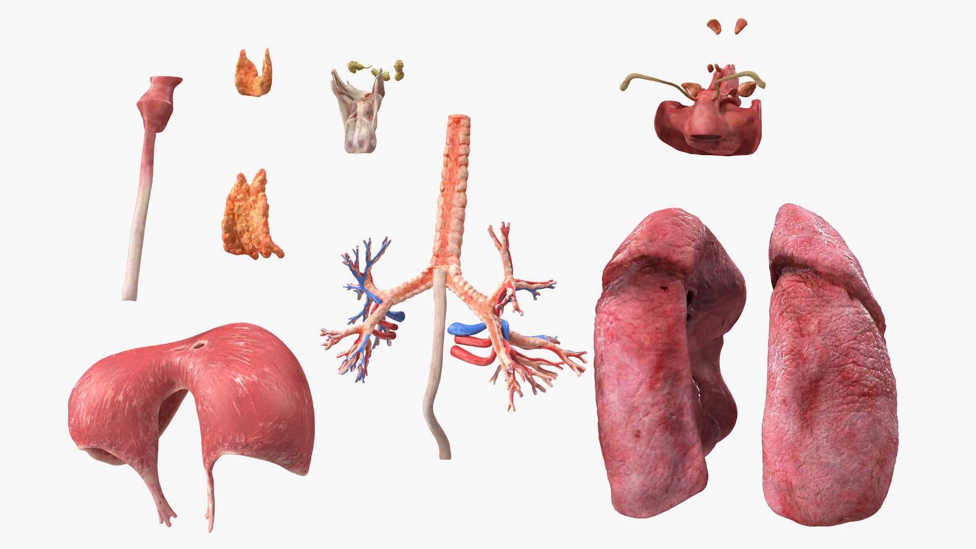 3D Female Respiratory System model - TurboSquid 1839404