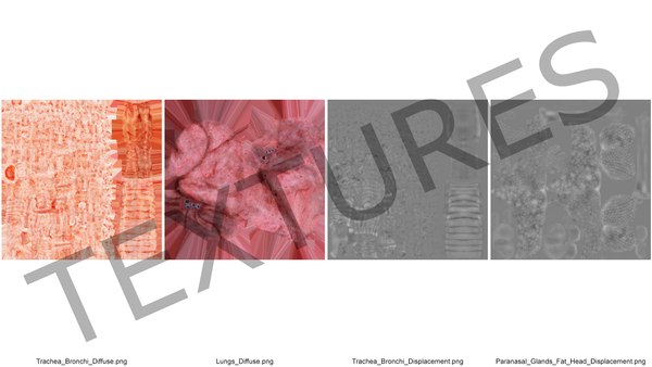 3D Female Respiratory System model - TurboSquid 1839404