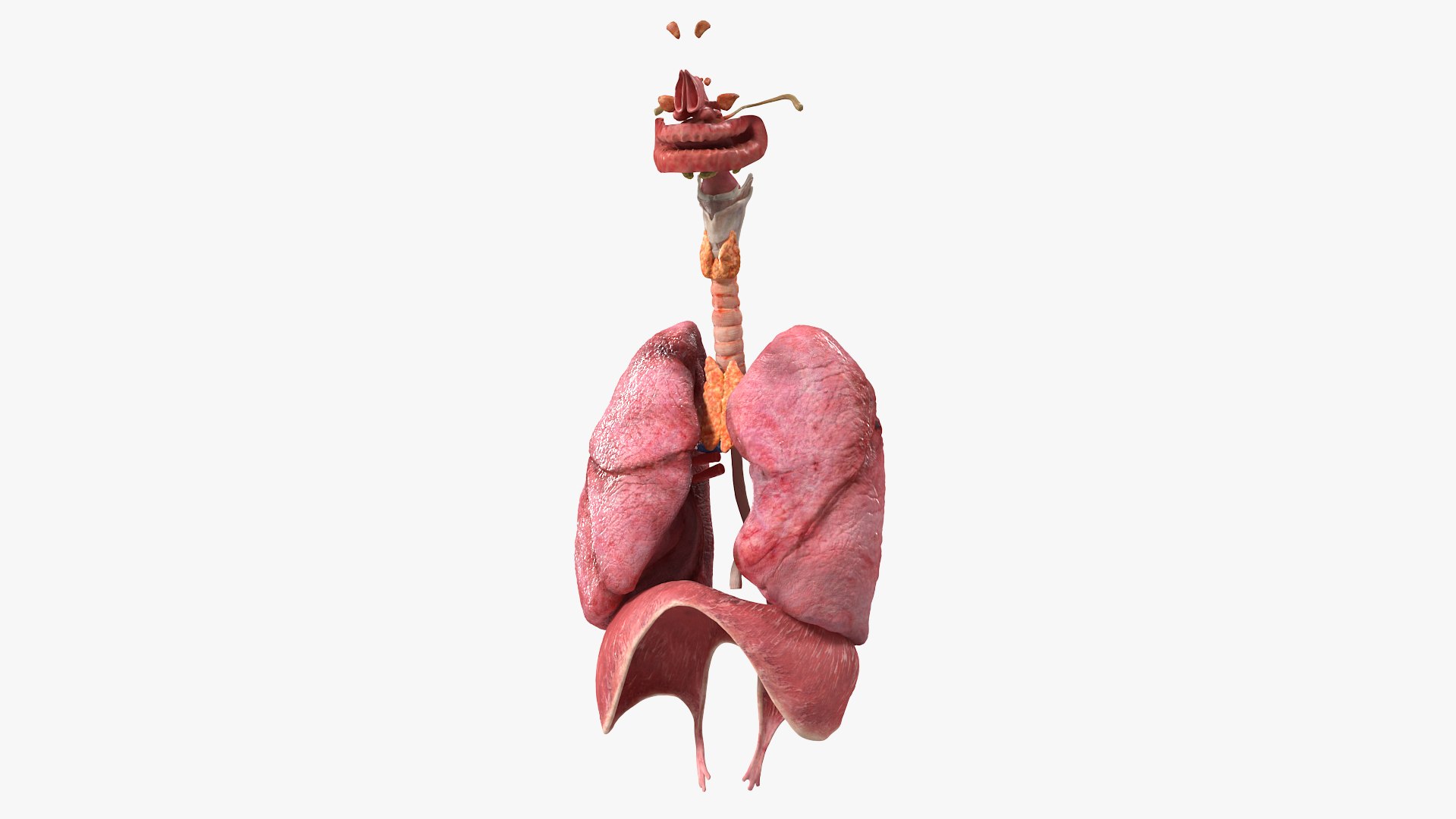 3D Female Respiratory System model - TurboSquid 1839404
