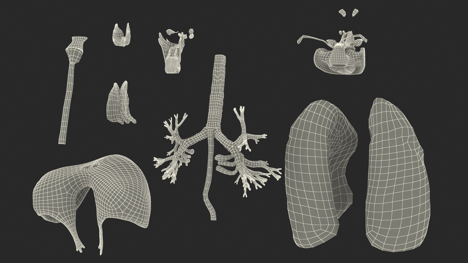 3D Female Respiratory System Model - TurboSquid 1839404