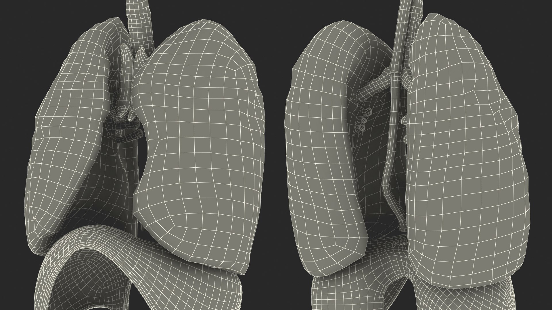 3D Female Respiratory System Model - TurboSquid 1839404