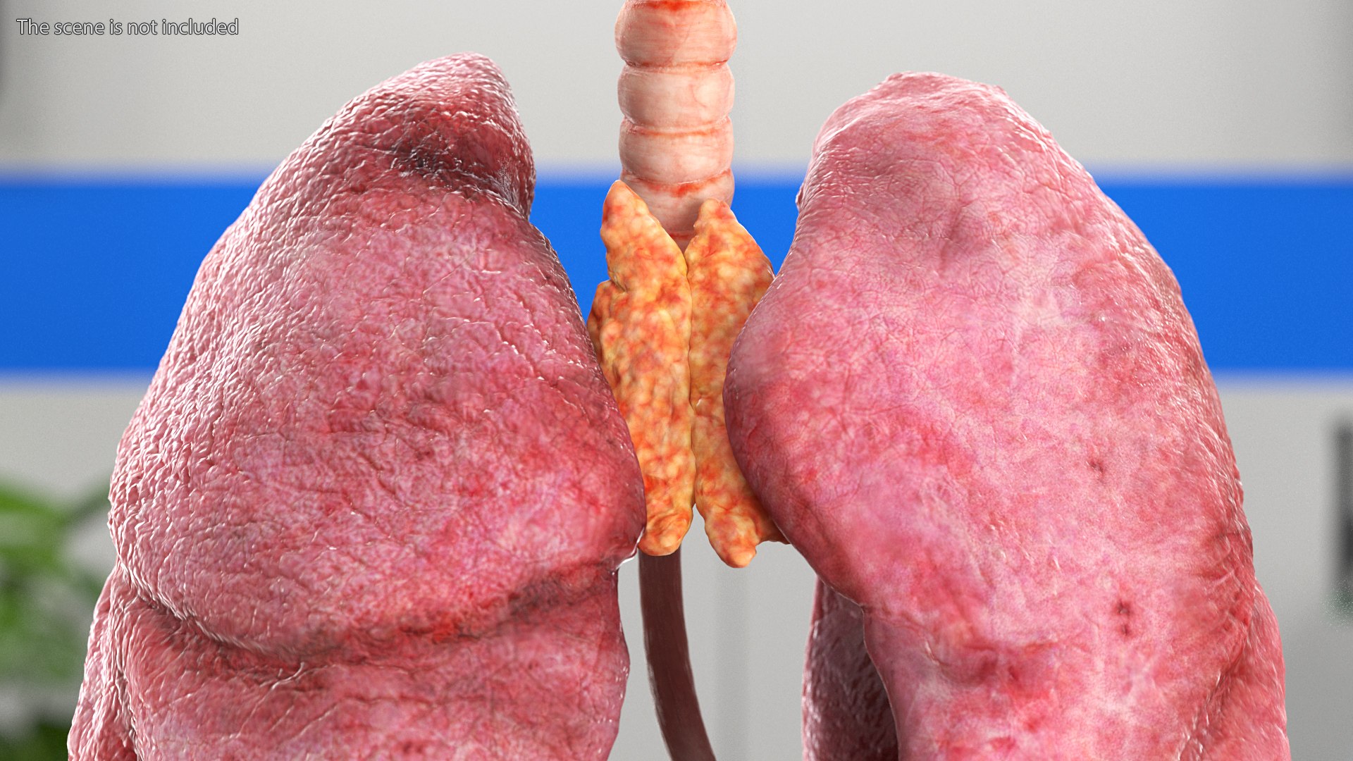 3D Female Respiratory System model - TurboSquid 1839404