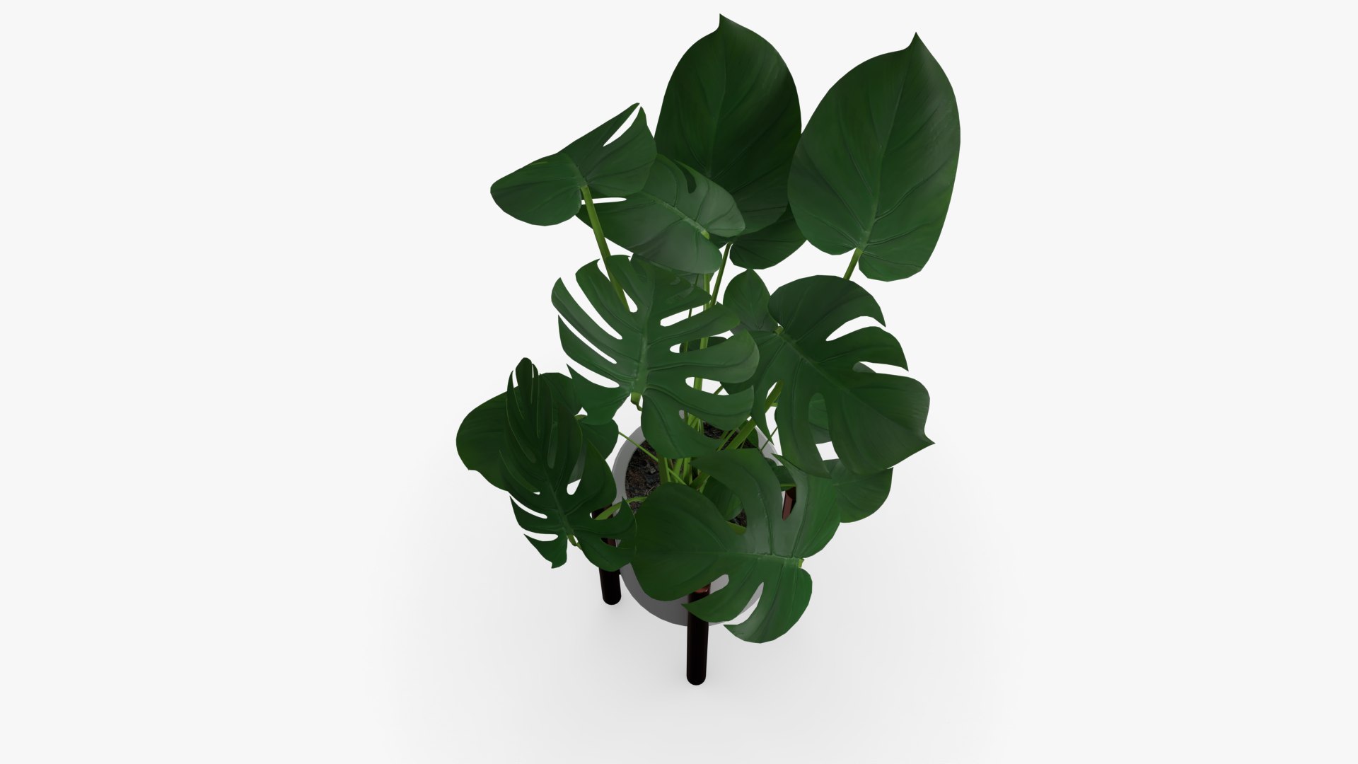 Monstera Pot Model - TurboSquid 2071528