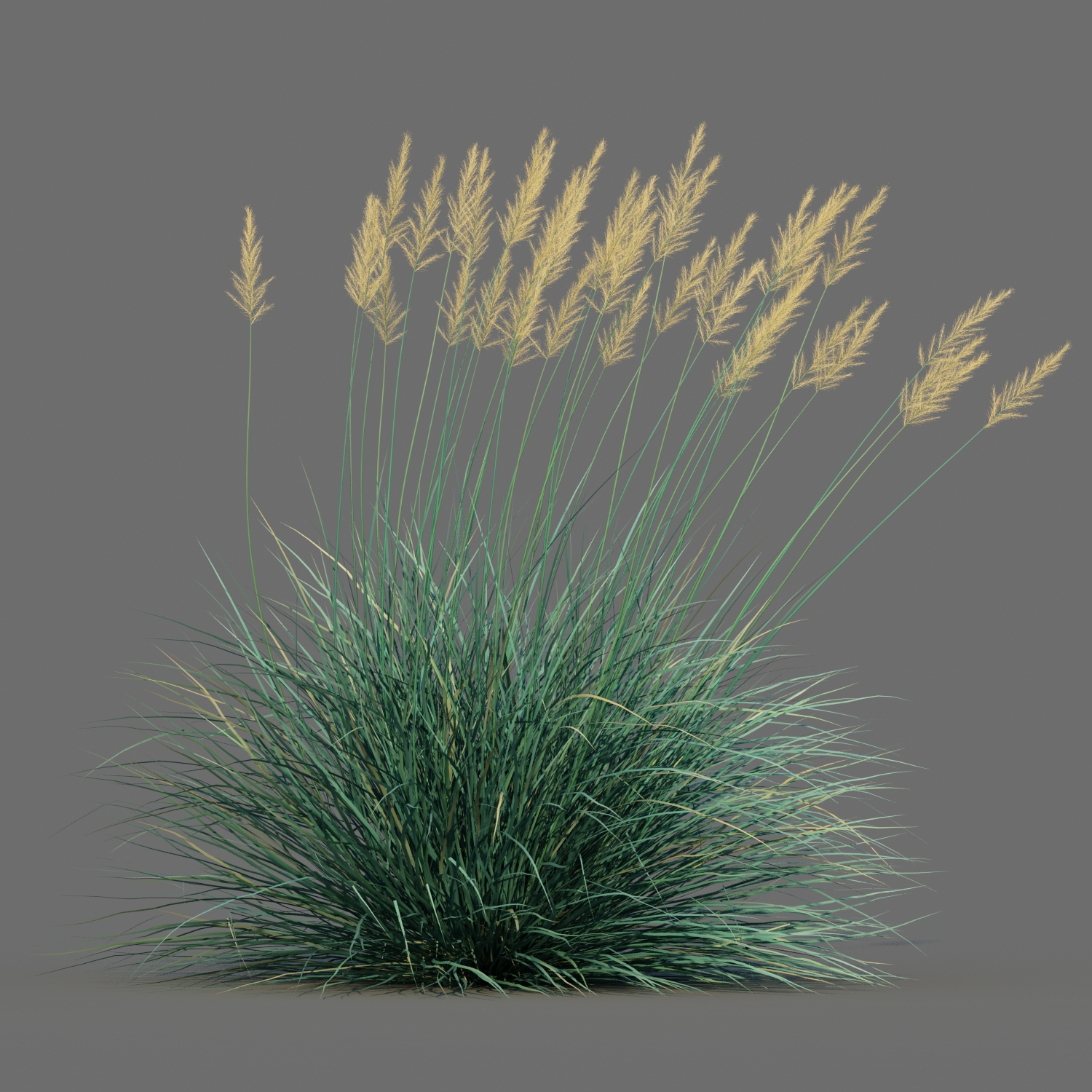 3D boulder blue fescue - TurboSquid 1644568
