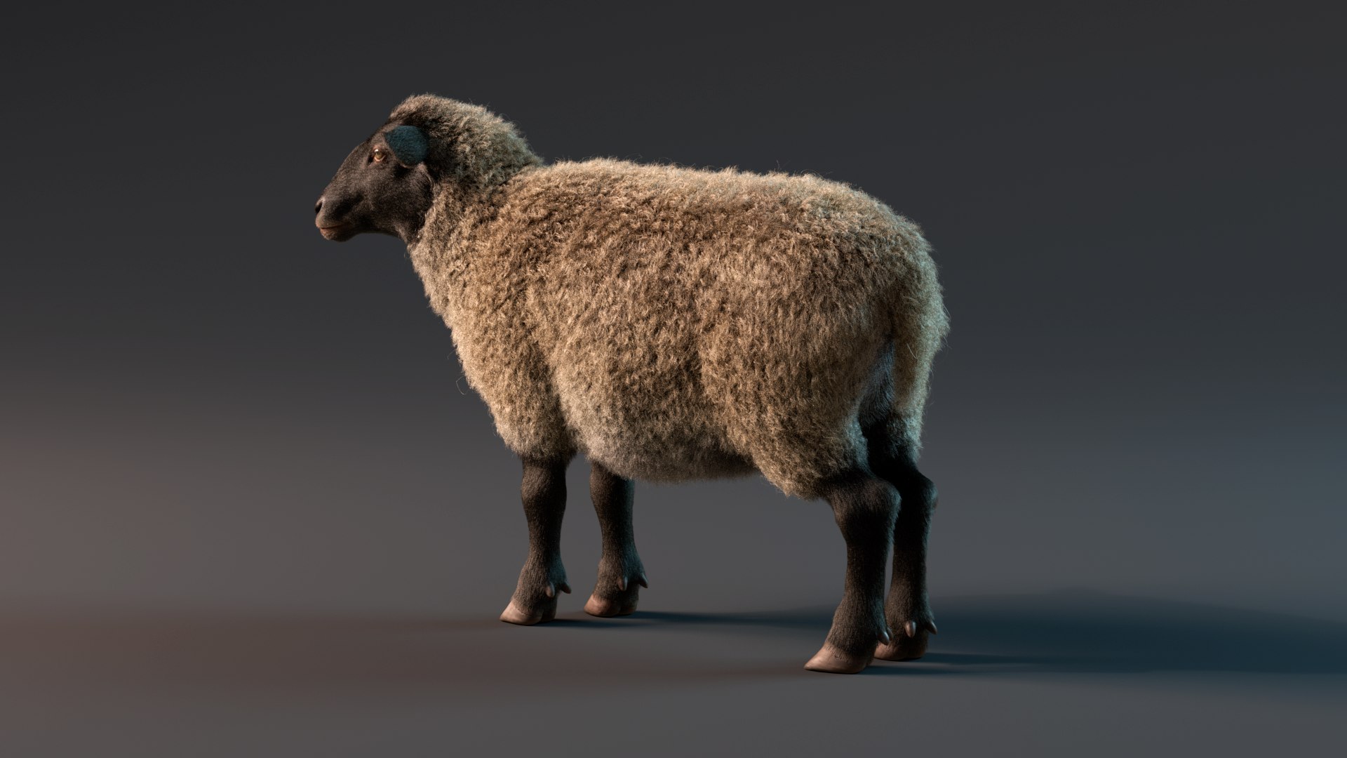 Sheep Rigged Animated With Fur 3D Model - TurboSquid 2167337