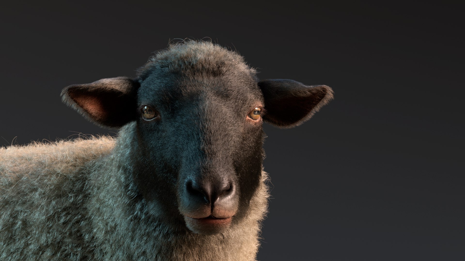 Sheep Rigged Animated With Fur 3D Model - TurboSquid 2167337