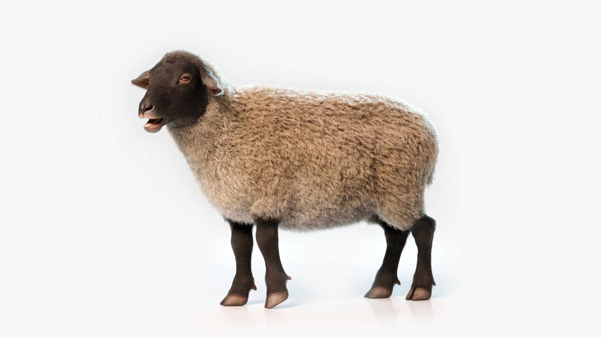 Sheep Rigged Animated With Fur 3D Model - TurboSquid 2167337