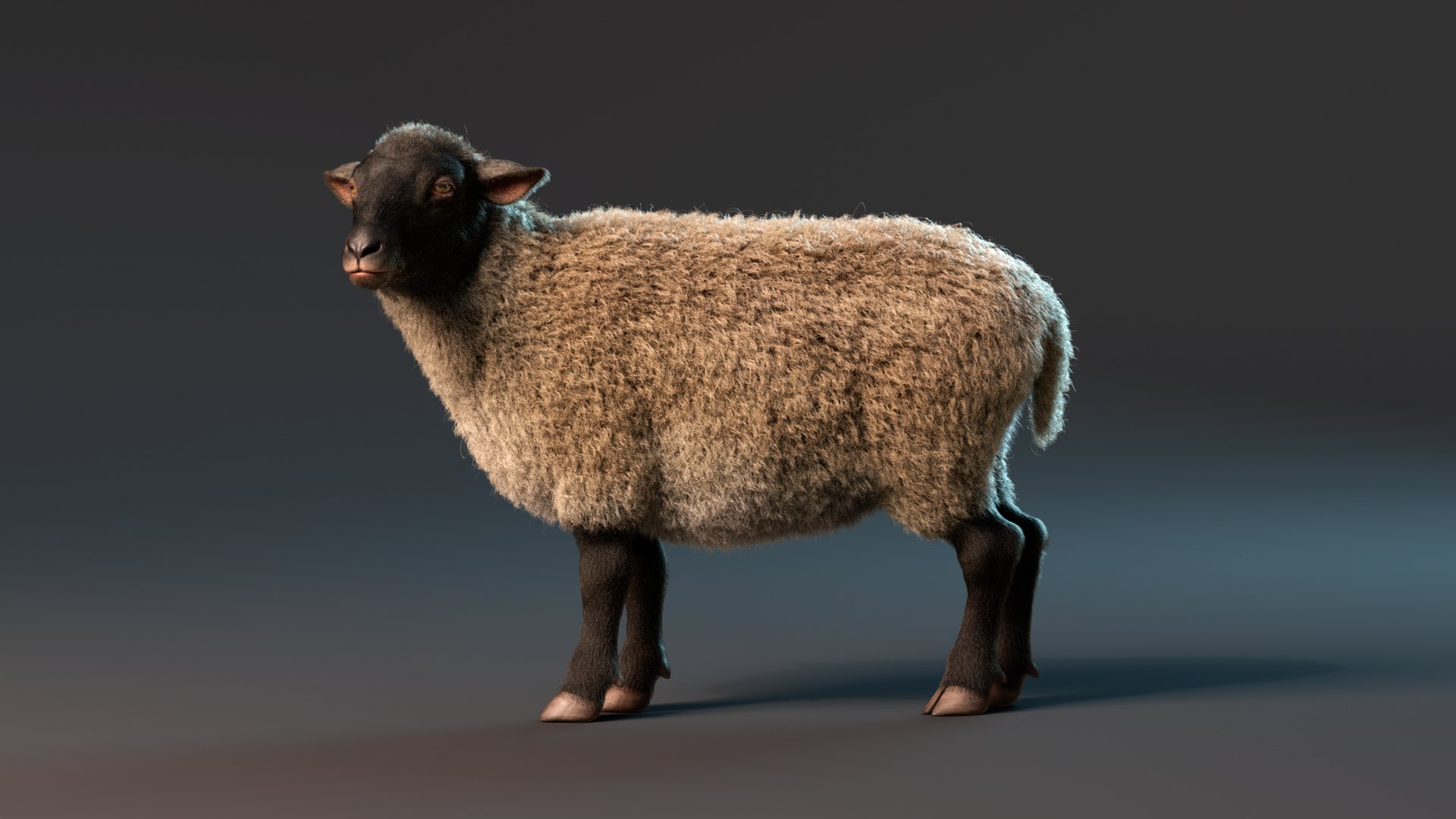 Sheep Rigged Animated With Fur 3D Model - TurboSquid 2167337