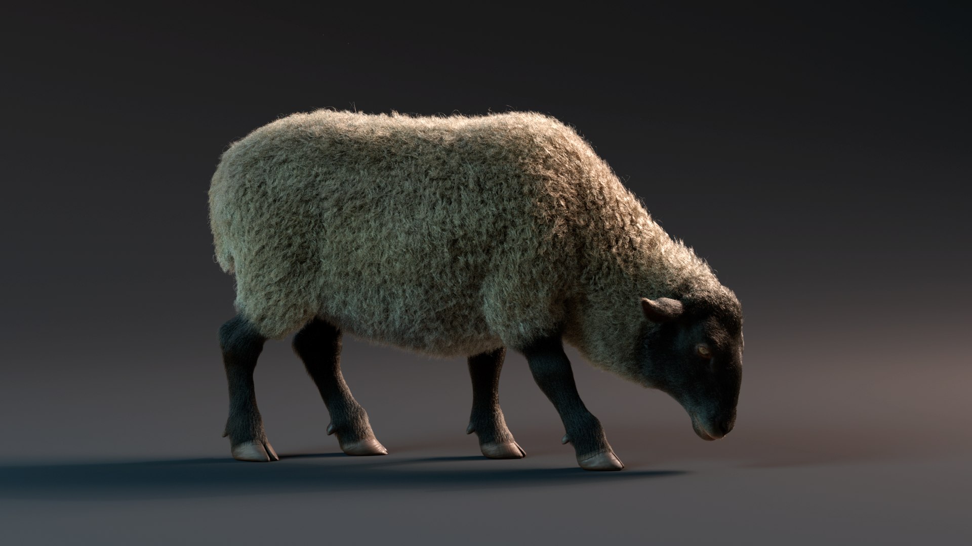 Sheep Rigged Animated With Fur 3D Model - TurboSquid 2167337
