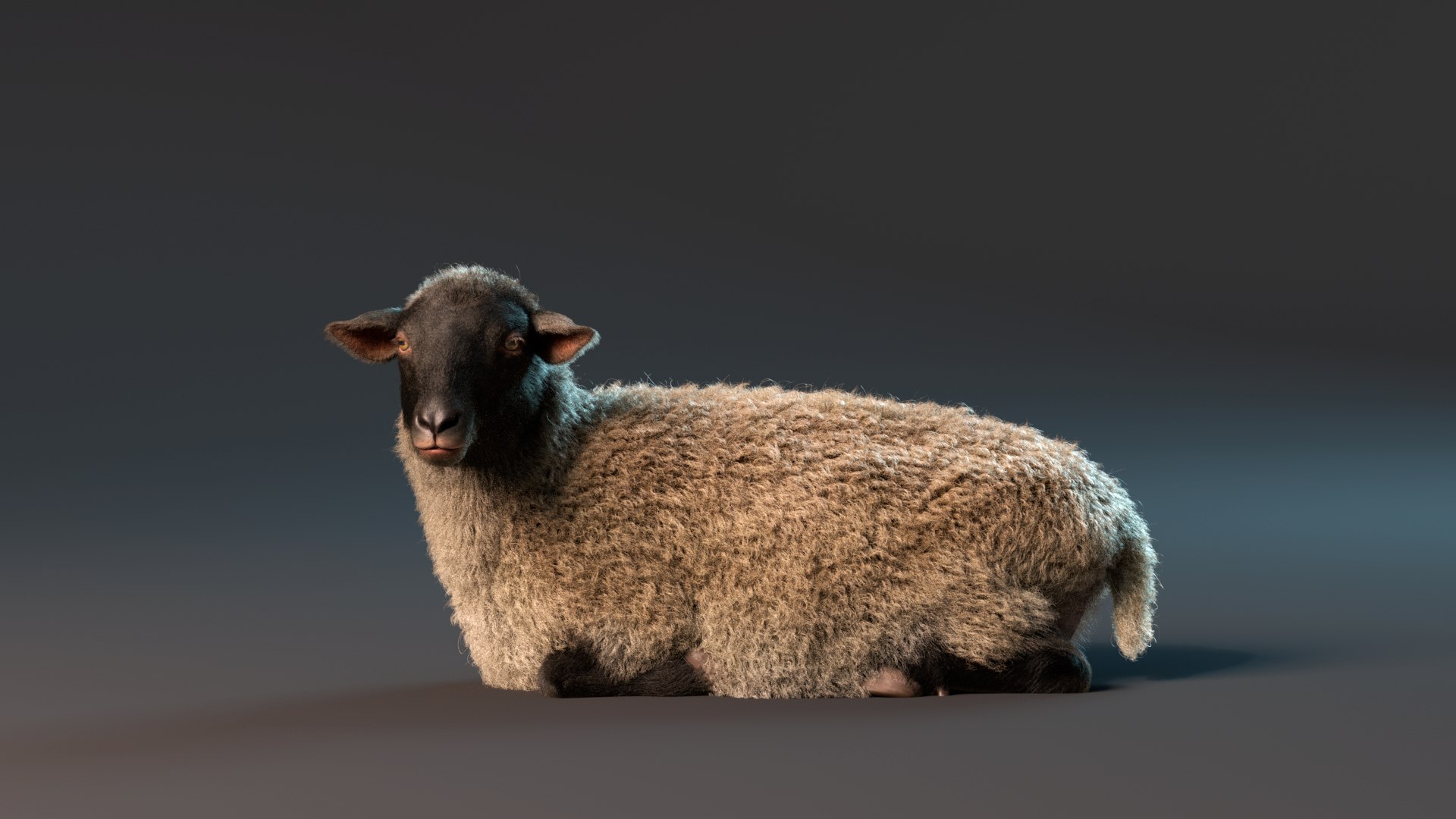 Sheep Rigged Animated With Fur 3D Model - TurboSquid 2167337