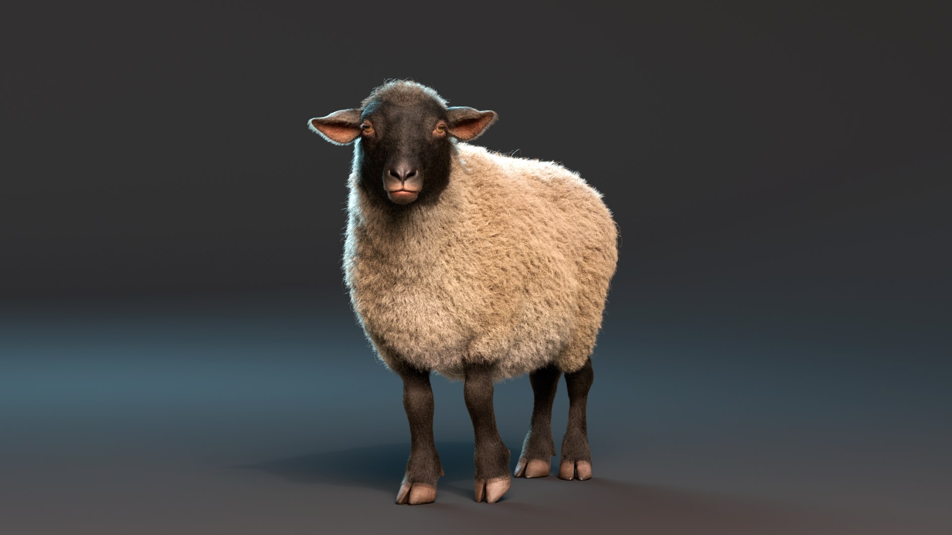 Sheep Rigged Animated With Fur 3D Model - TurboSquid 2167337
