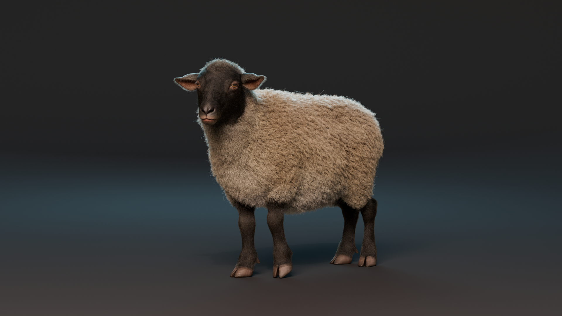 Sheep Rigged Animated With Fur 3D Model - TurboSquid 2167337