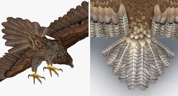 3D model rigged eagles 2 - TurboSquid 1438416