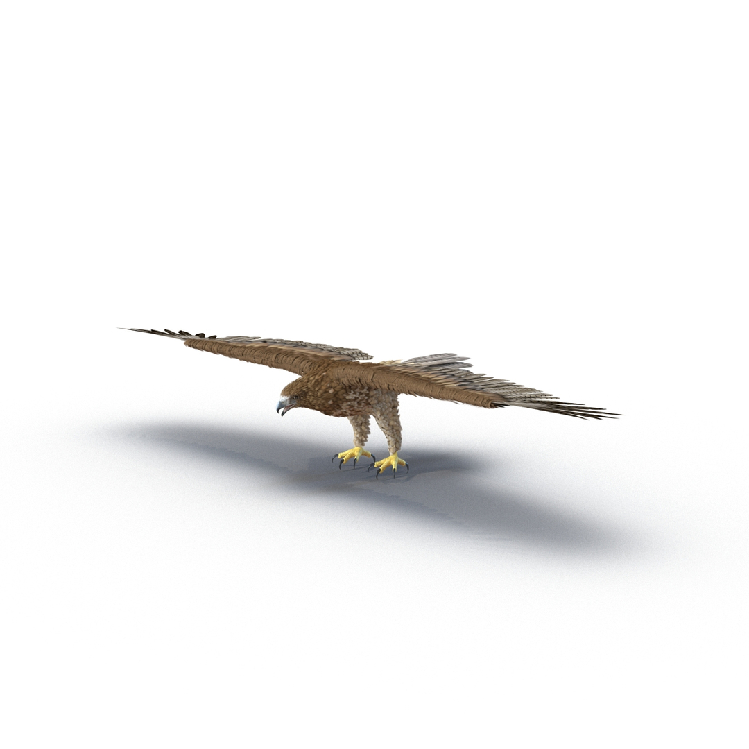 3D Model Rigged Eagles 2 - TurboSquid 1438416