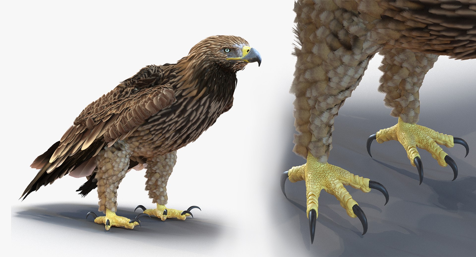 3D Model Rigged Eagles 2 - TurboSquid 1438416
