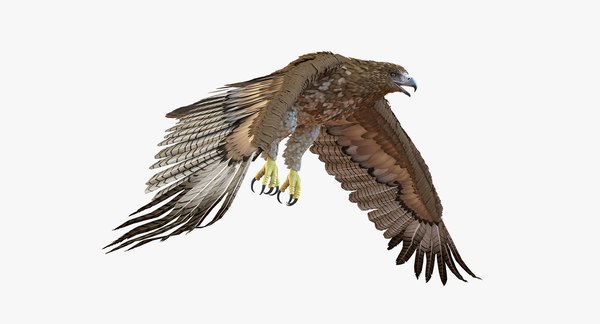 3D model rigged eagles 2 - TurboSquid 1438416