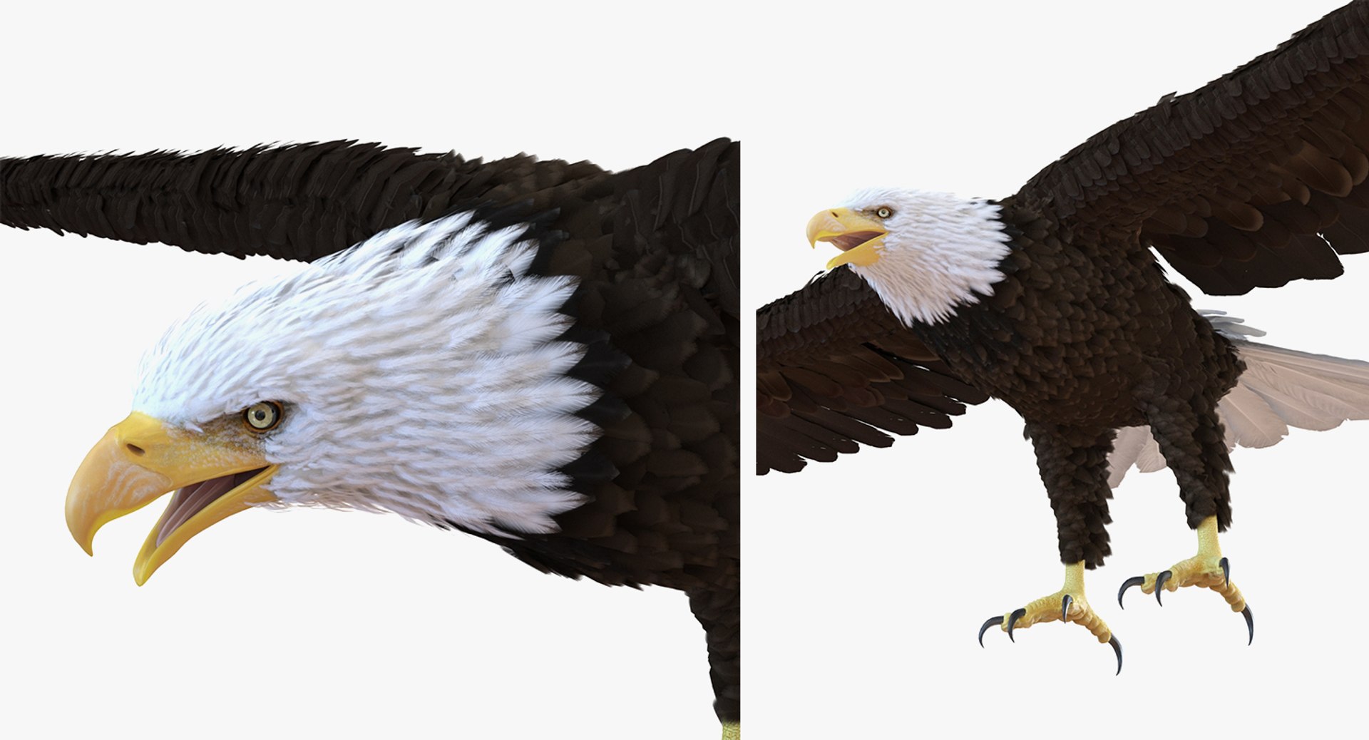 3D Model Rigged Eagles 2 - TurboSquid 1438416