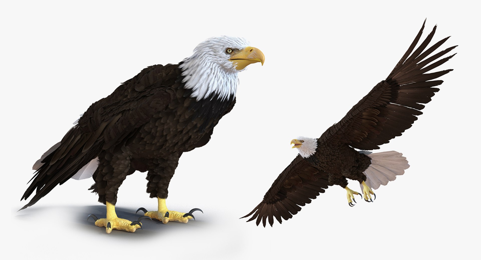 3D Model Rigged Eagles 2 - TurboSquid 1438416