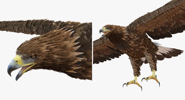 3D model rigged eagles 2 - TurboSquid 1438416