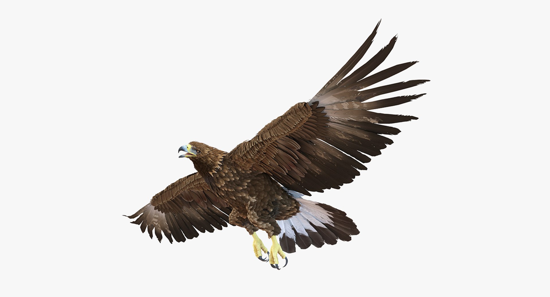 3D Model Rigged Eagles 2 - TurboSquid 1438416