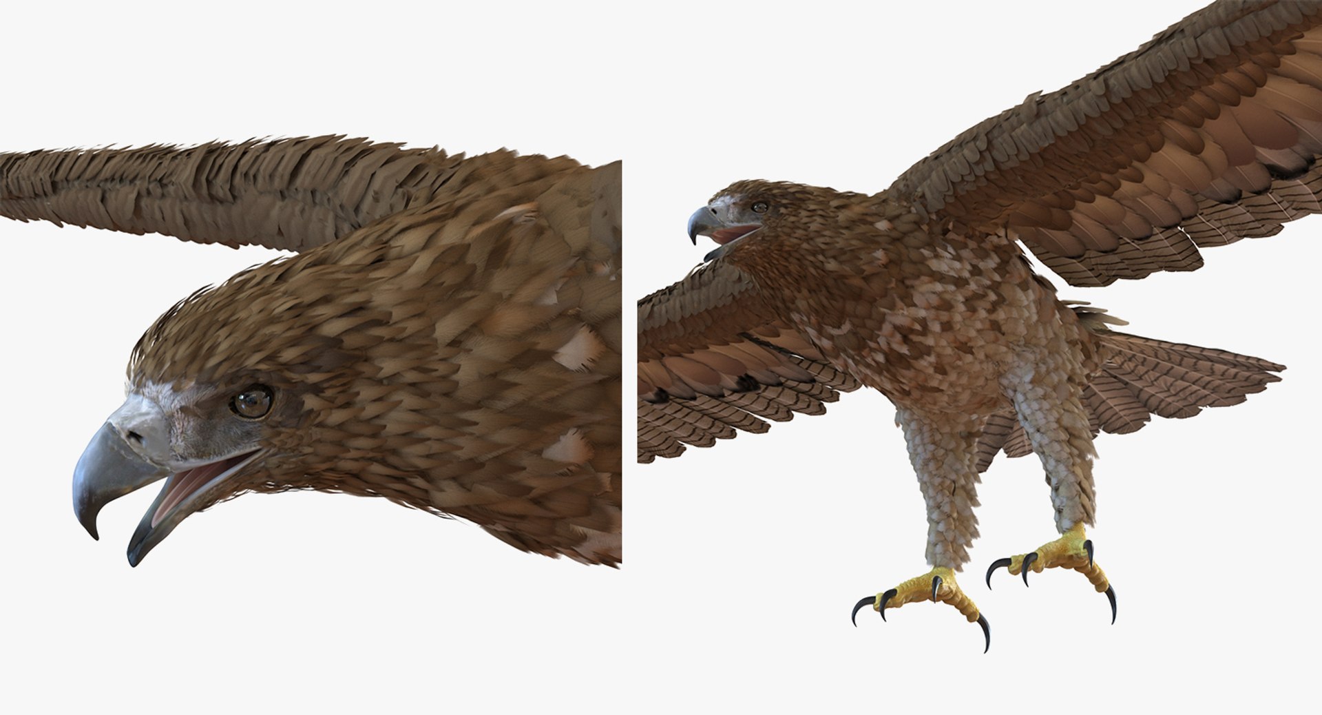 3D model rigged eagles 2 - TurboSquid 1438416