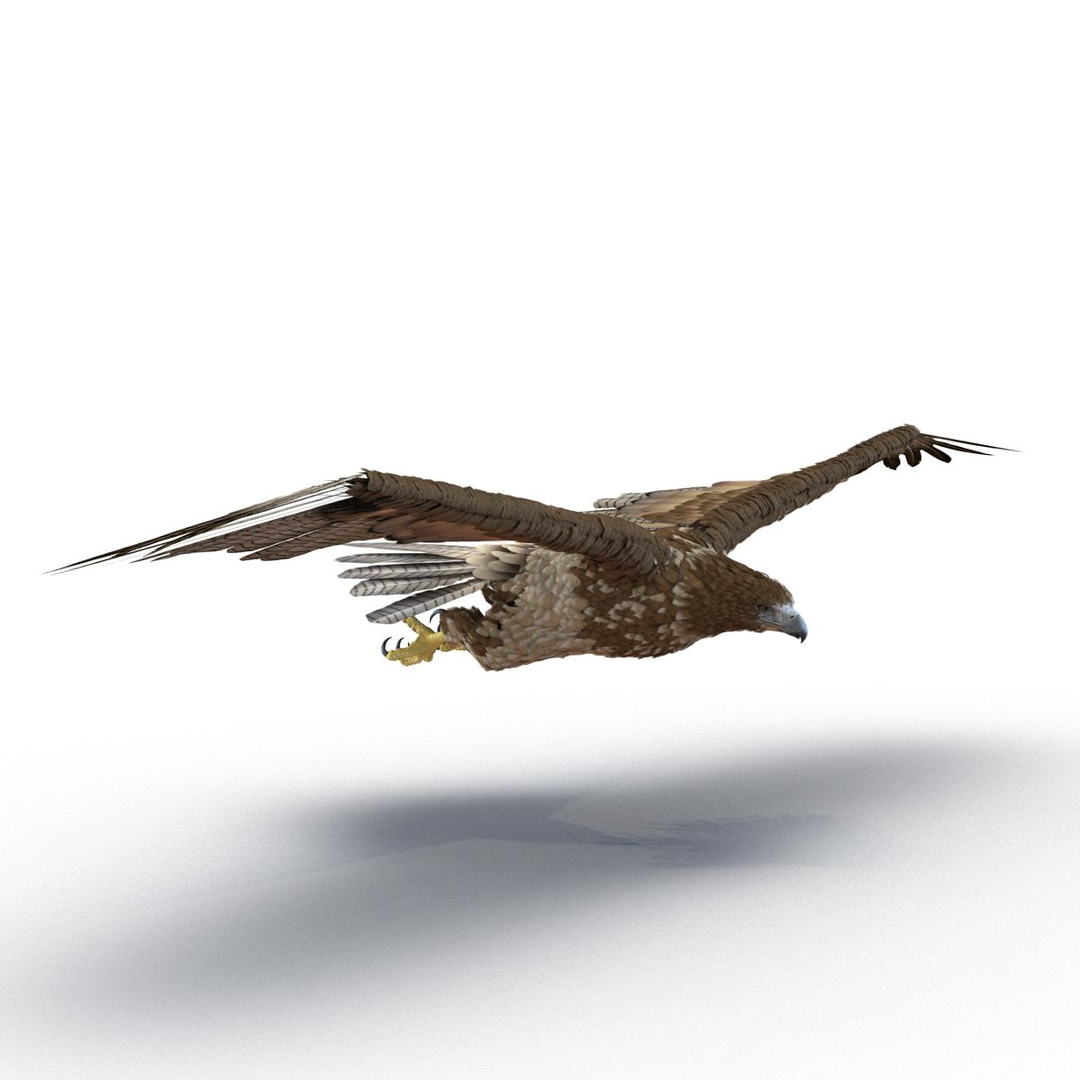 3D Model Rigged Eagles 2 - TurboSquid 1438416
