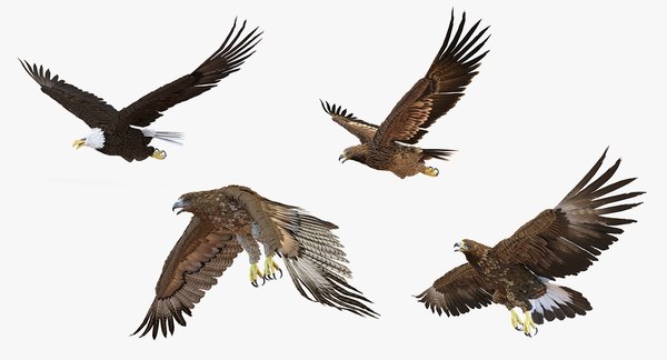 3D model rigged eagles 2 - TurboSquid 1438416