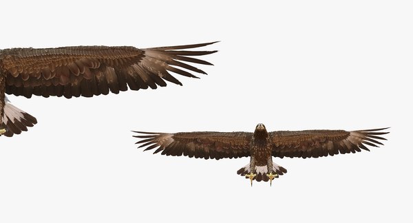 3D model rigged eagles 2 - TurboSquid 1438416