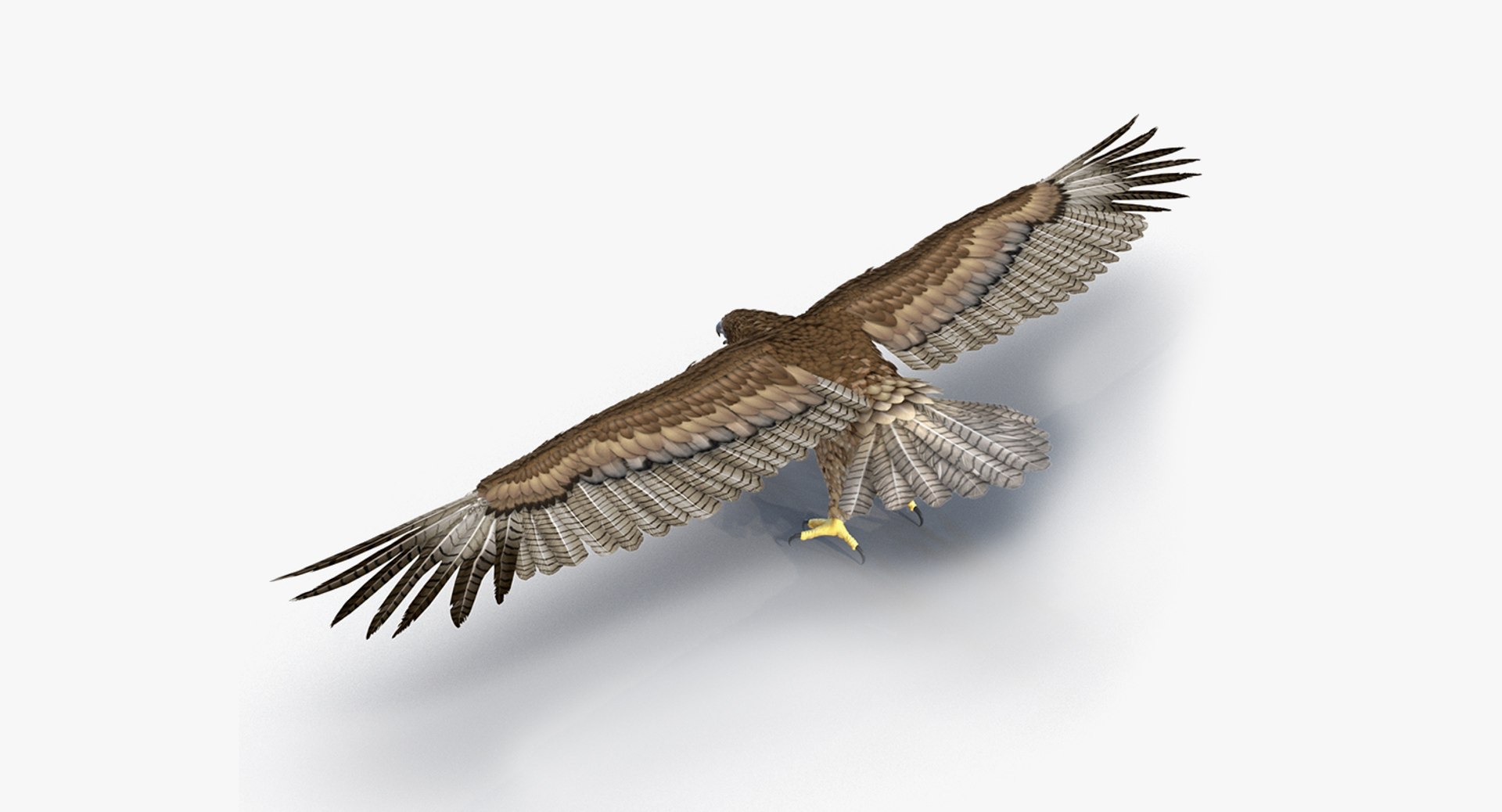 3D model rigged eagles 2 - TurboSquid 1438416