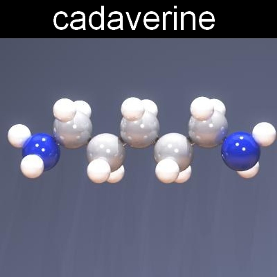 3d Molecule Cadaverine