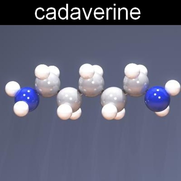 3d molecule cadaverine