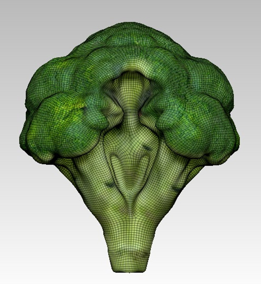 Realistic Broccoli 3d Model