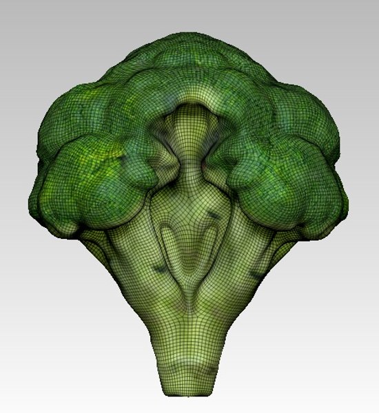 realistic broccoli 3d model