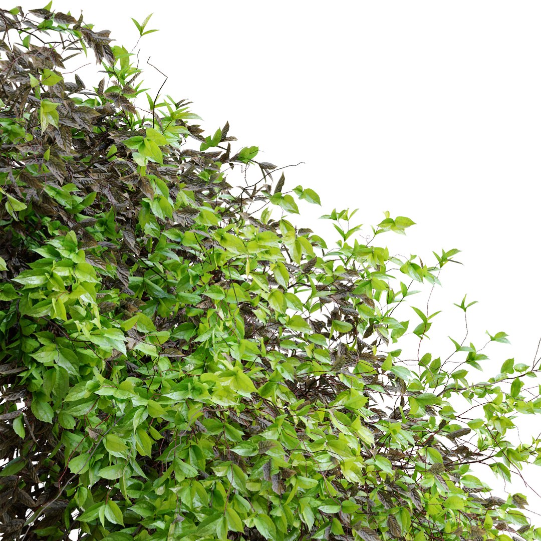 3D Model Dry And Green Leaves Hanging Plant - TurboSquid 1949900