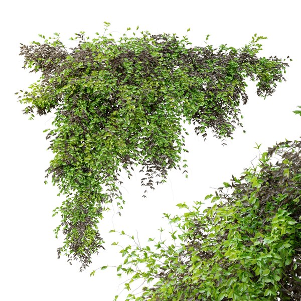 3D model Dry and green leaves Hanging Plant - TurboSquid 1949900