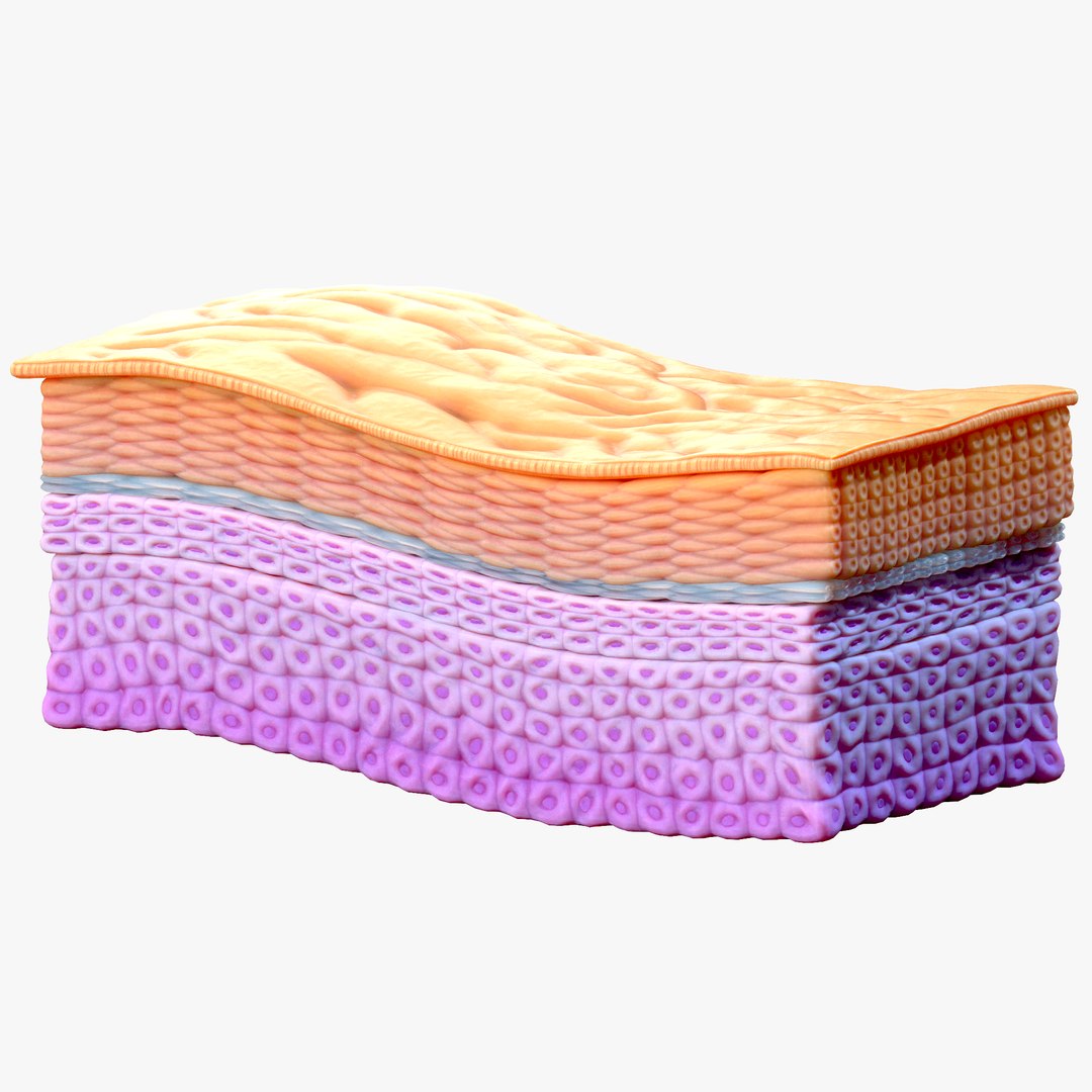 Epidermis Cross Section 3D Model - TurboSquid 2004014