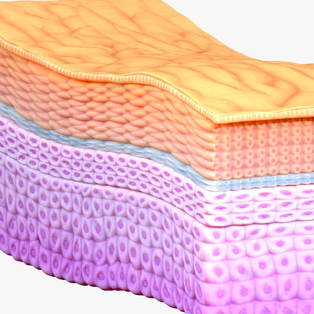 Epidermis Cross Section Modelo 3D - TurboSquid 2004014