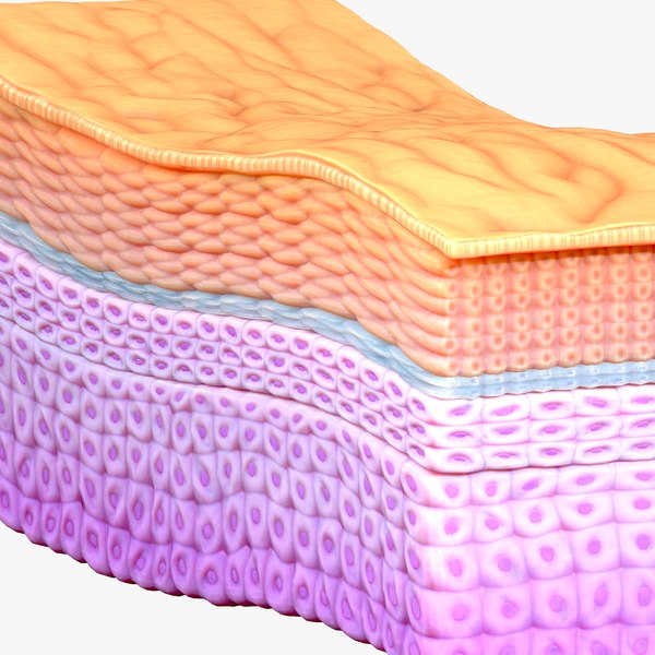 Epidermis Cross Section 3D model - TurboSquid 2004014