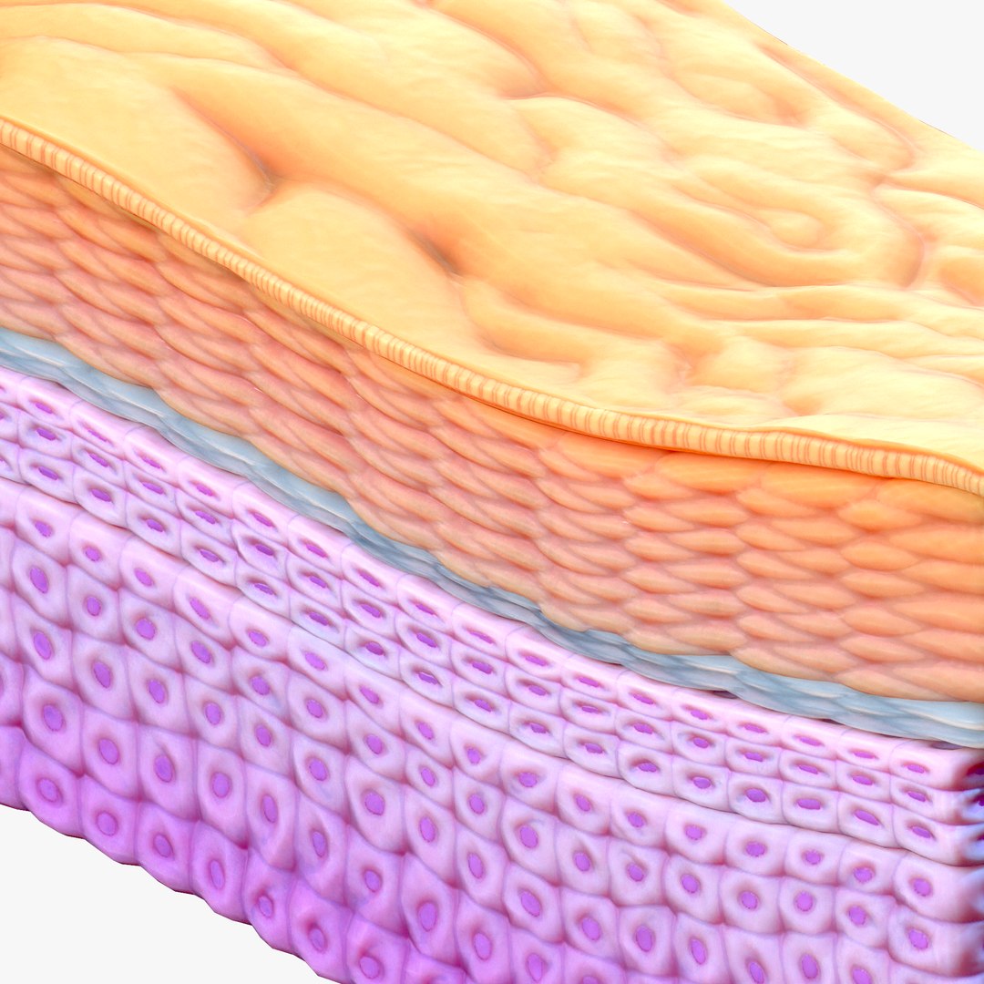 Epidermis Cross Section 3D Model - TurboSquid 2004014