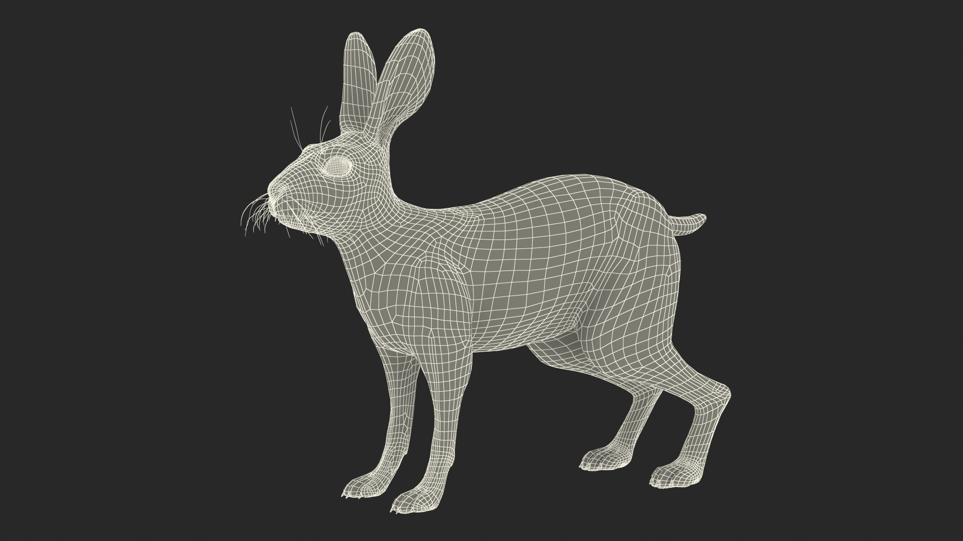 Lepus Europaeus Winter White Fur 3D Model - TurboSquid 2128789