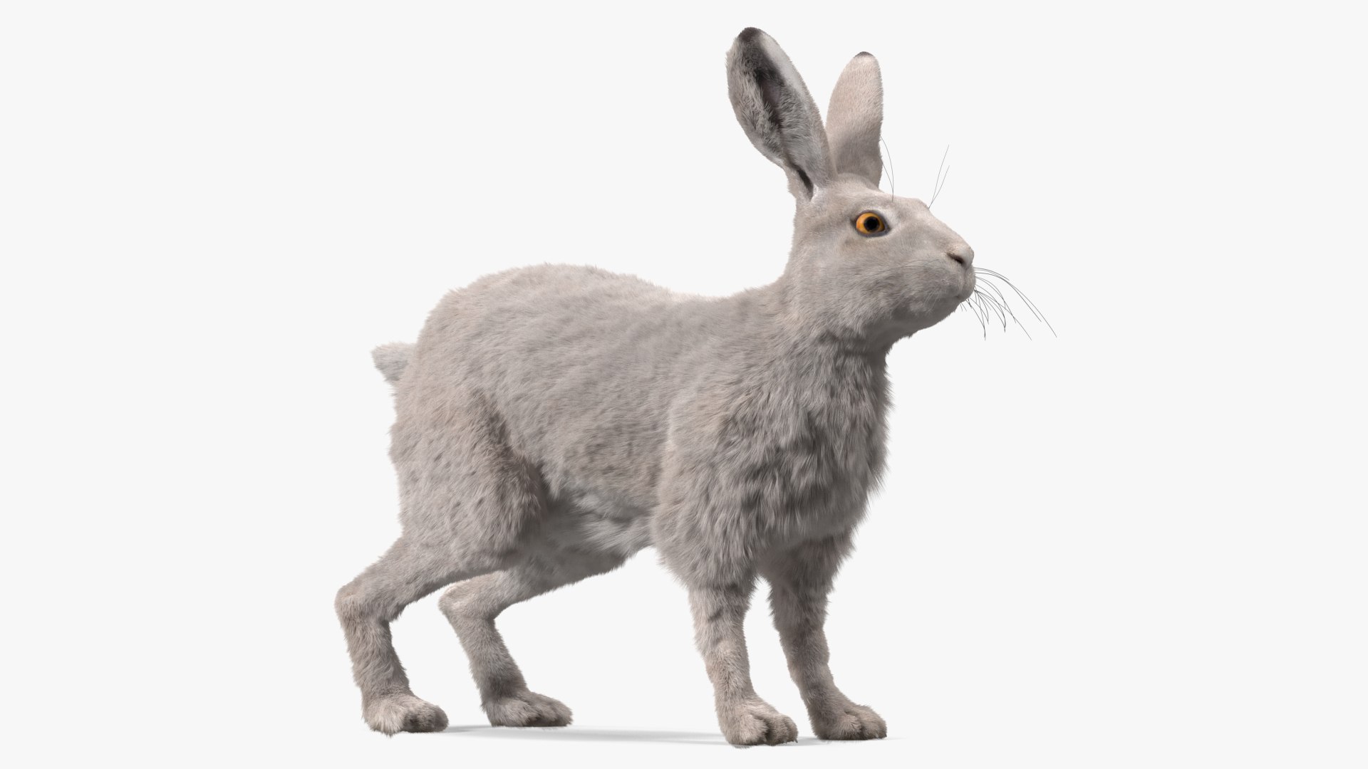 Lepus Europaeus Winter White Fur 3D model - TurboSquid 2128789