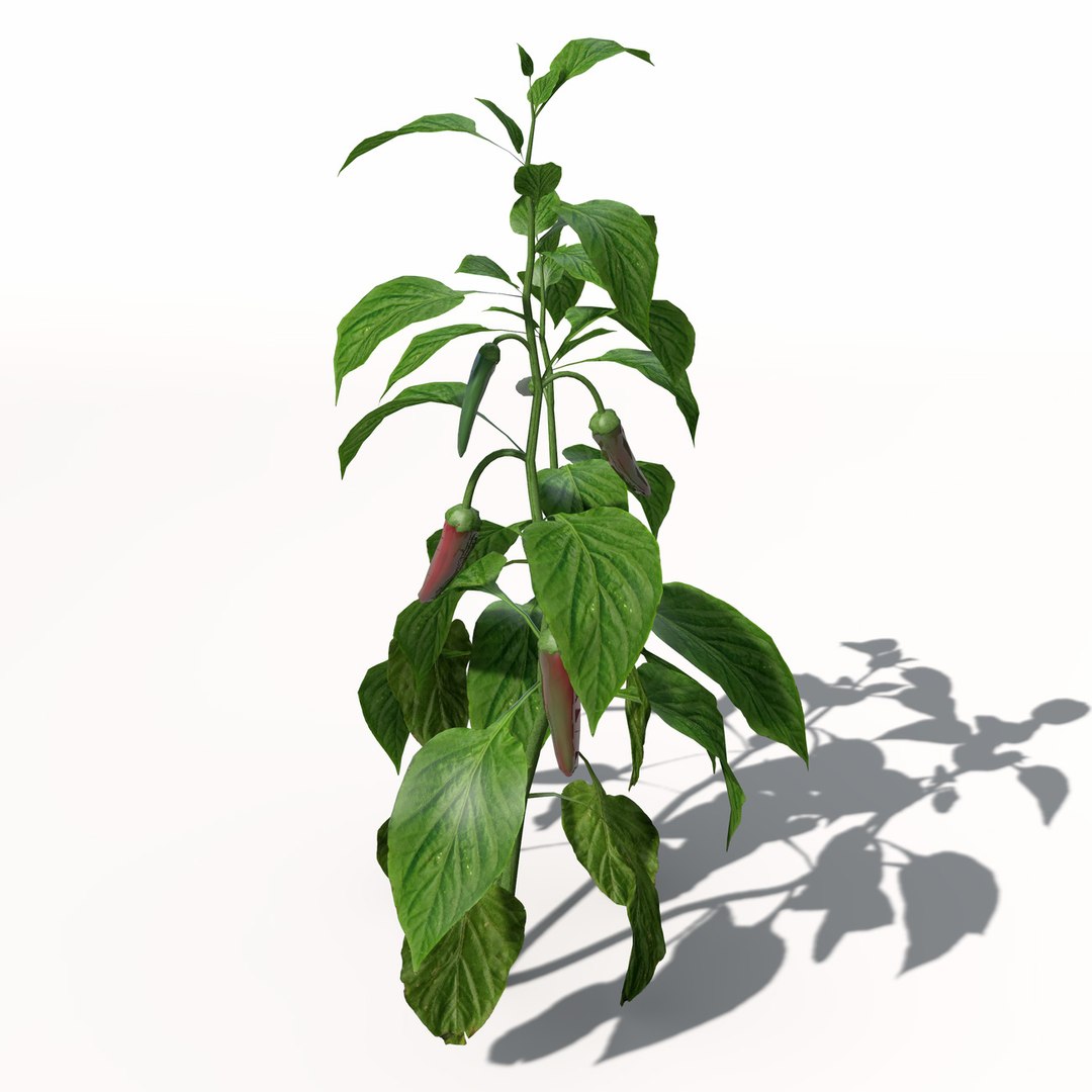 3d Xfrogplants Chili Pepper Plant