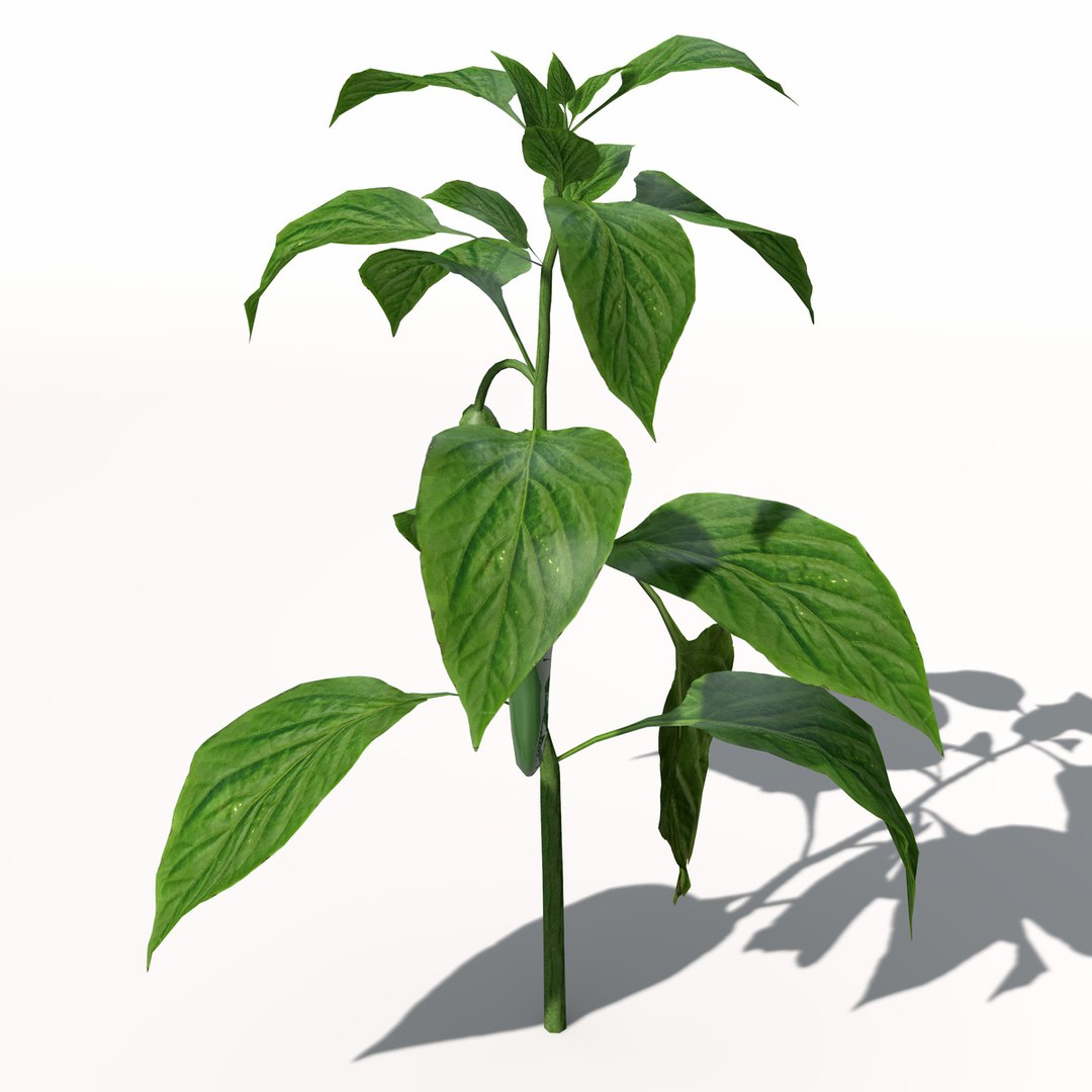 3d Xfrogplants Chili Pepper Plant