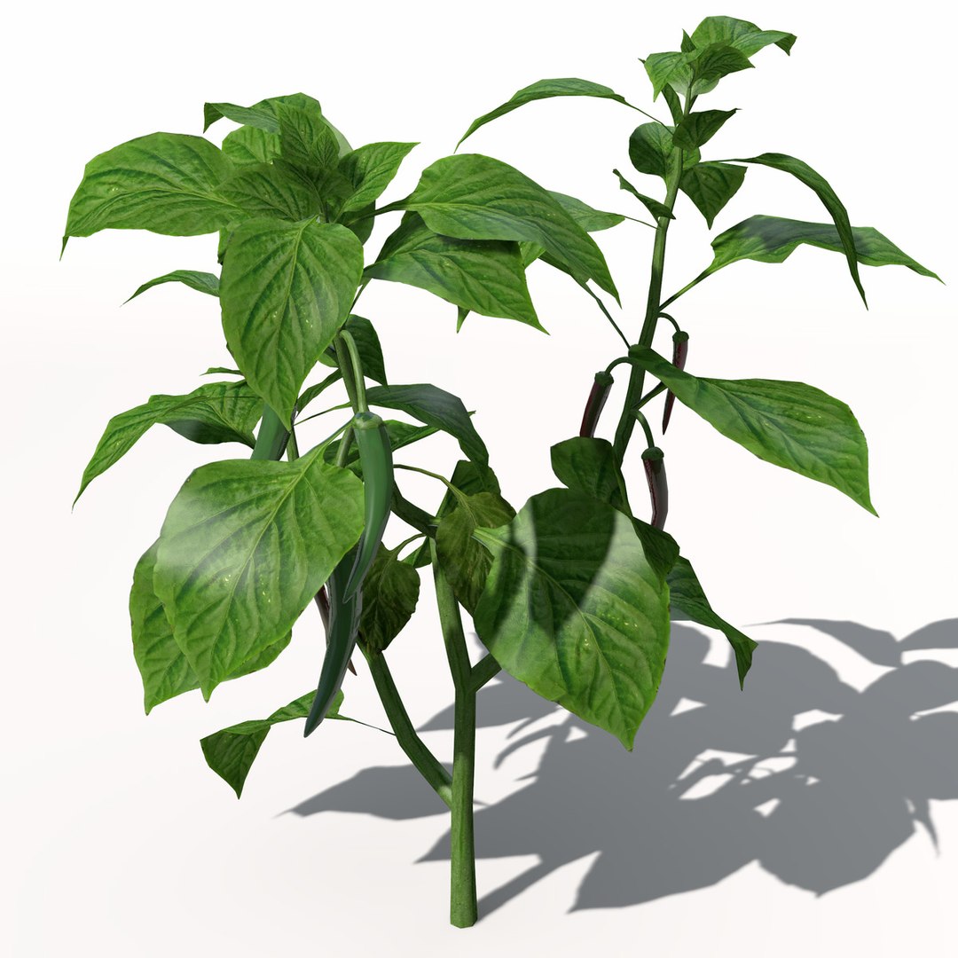 3d Xfrogplants Chili Pepper Plant