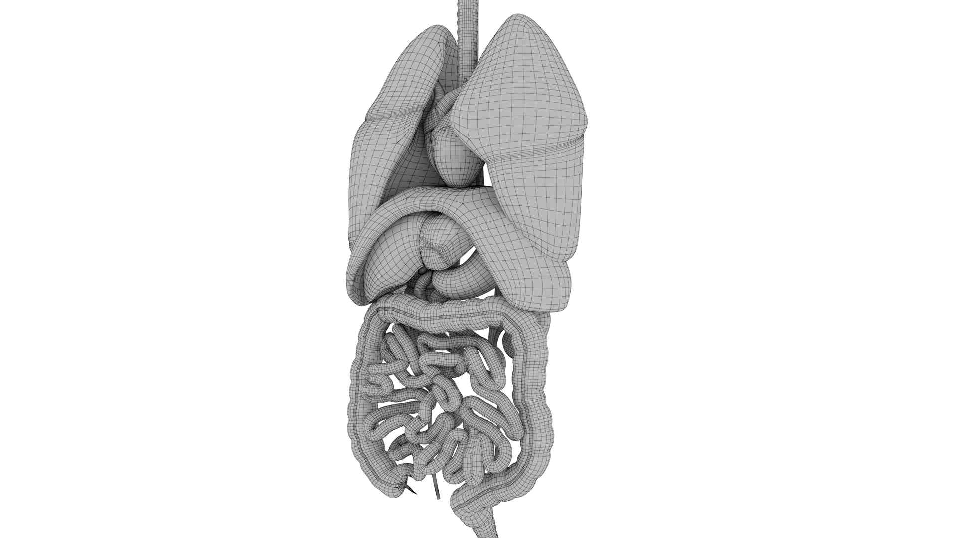 3D Internal Organs - TurboSquid 2188775