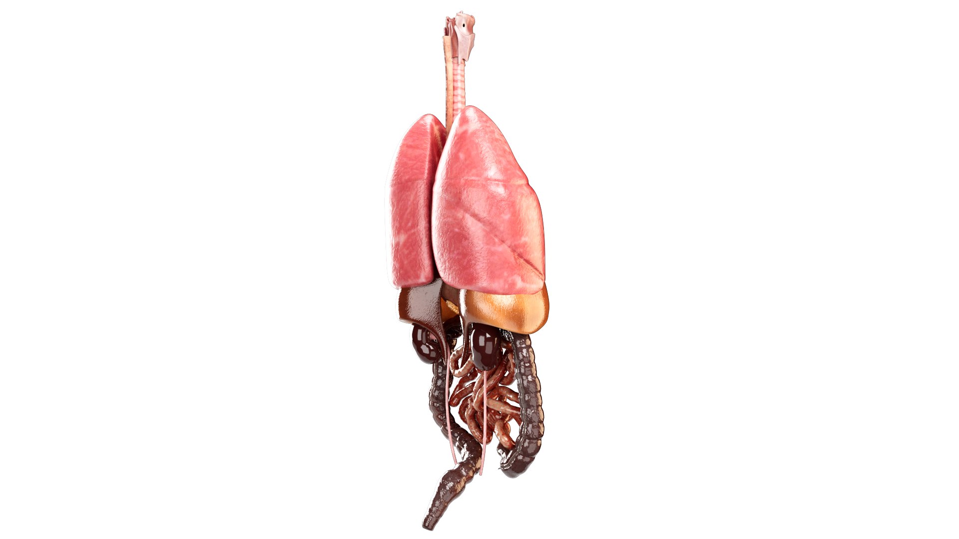 3D Internal Organs - TurboSquid 2188775