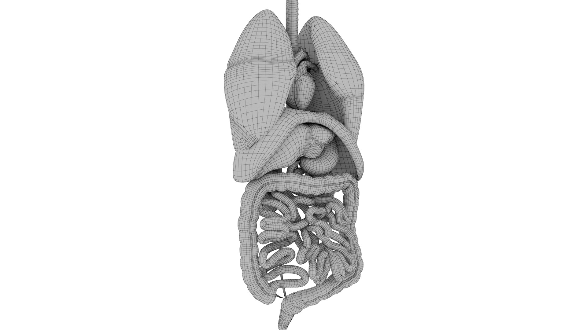 3D Internal Organs - TurboSquid 2188775